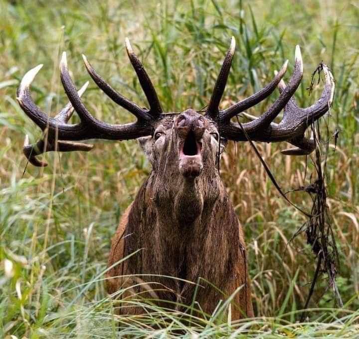 Red Deer Individual Trophy Hunt | Book Hunting & Shooting Days on ...