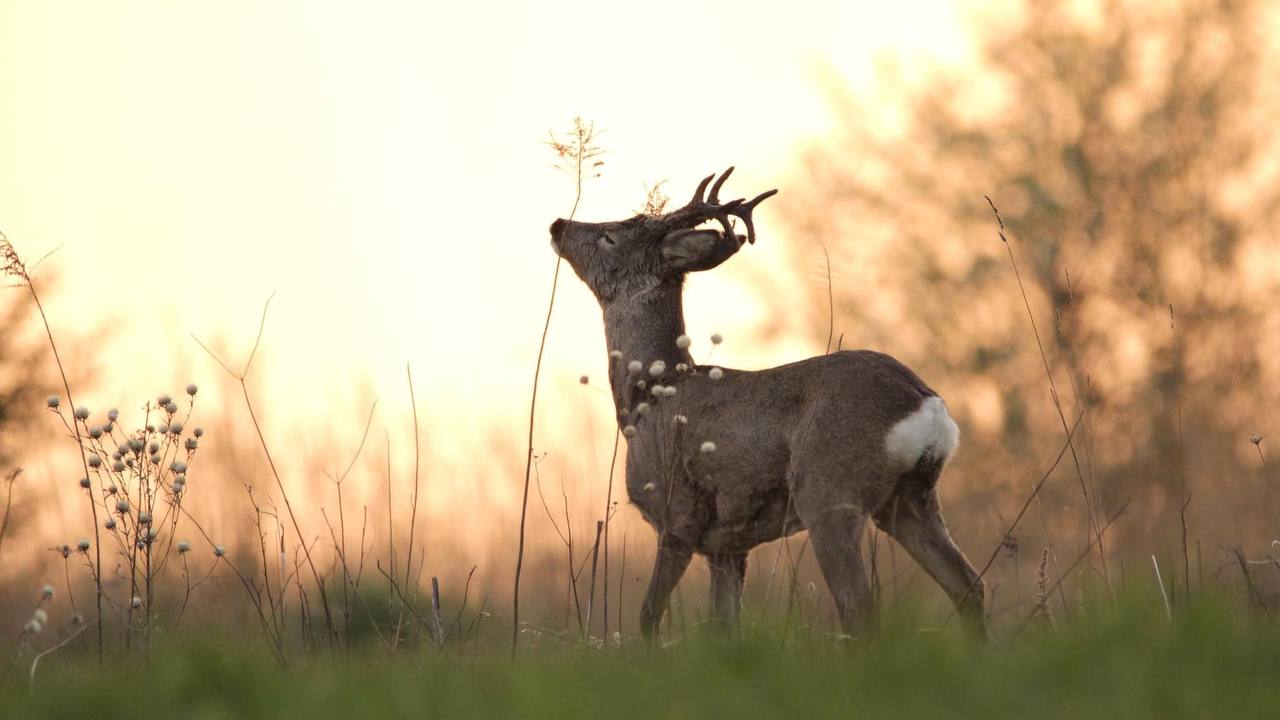 Roe Deer Hunting in Romania | Book Hunting & Shooting Days on Rightgun.uk